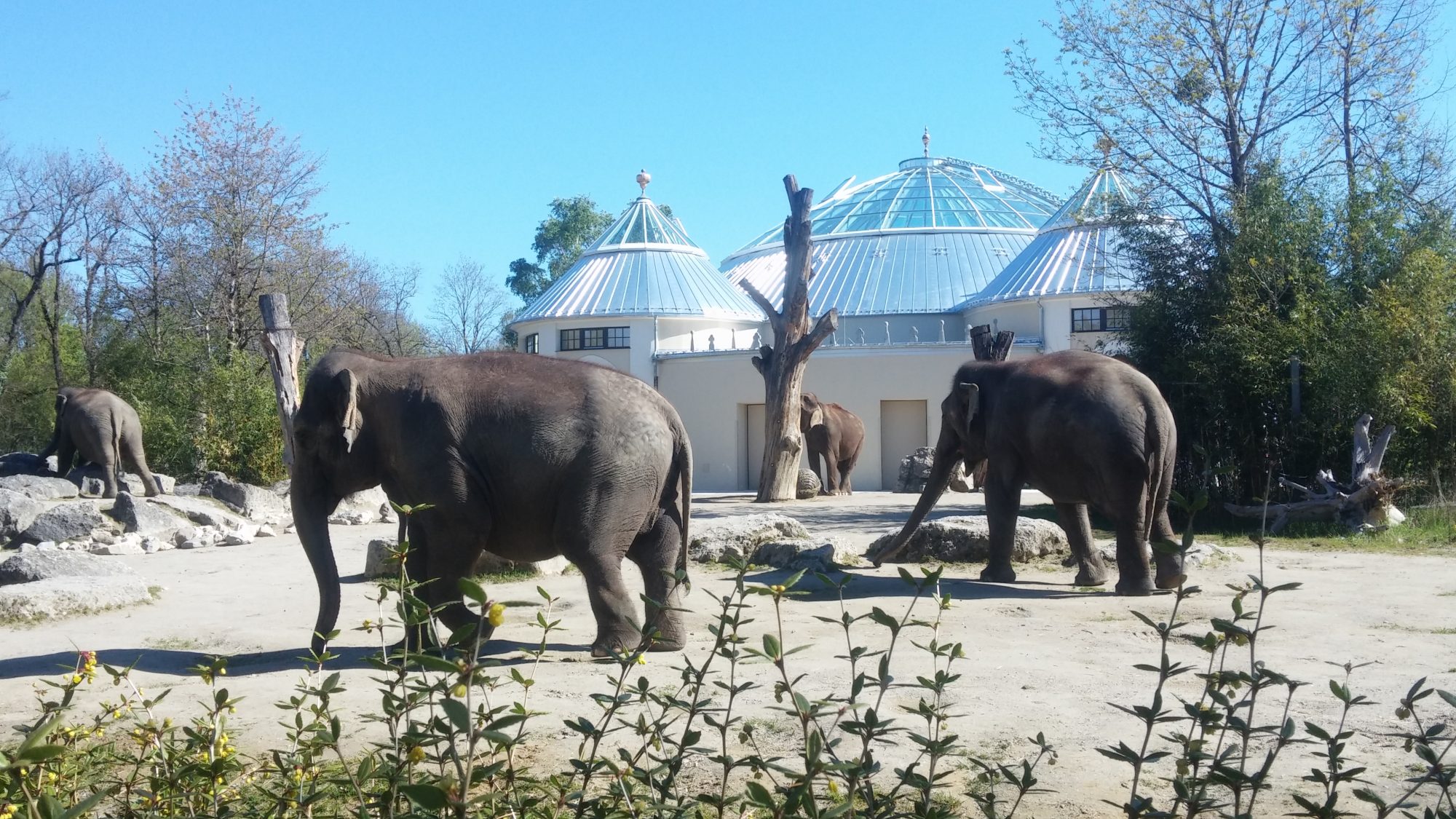 Ausflug: Tierpark Hellabrunn in München - Larilen